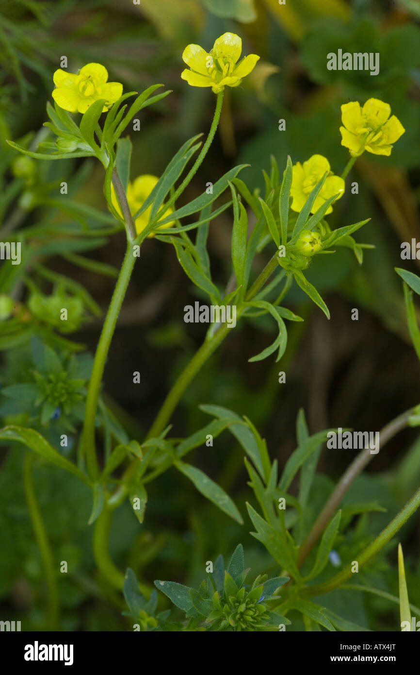 Corn Crowfoot or Corn Buttercup, Ranunculus arvensis, Arable weed; very ...