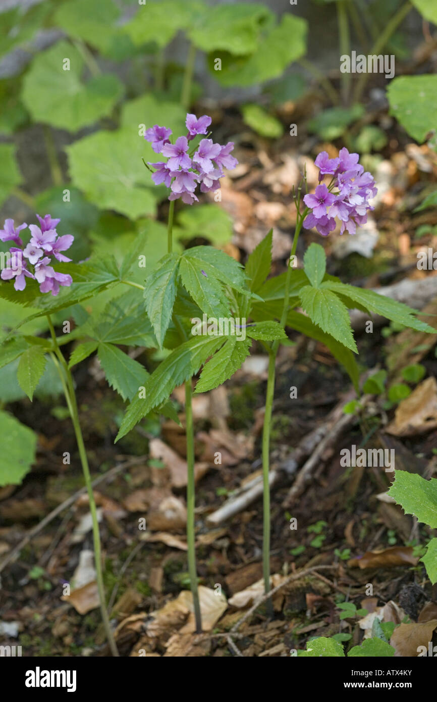 A mountain bittercress Cardamine pentaphyllos Dentaria pentaphyllos in ...