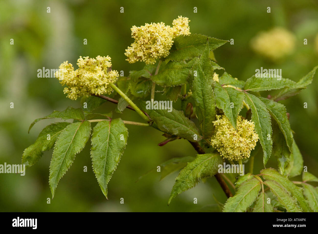 Alpine elder, or Red berried Elder, Sambucus racemosa, in flower Stock ...