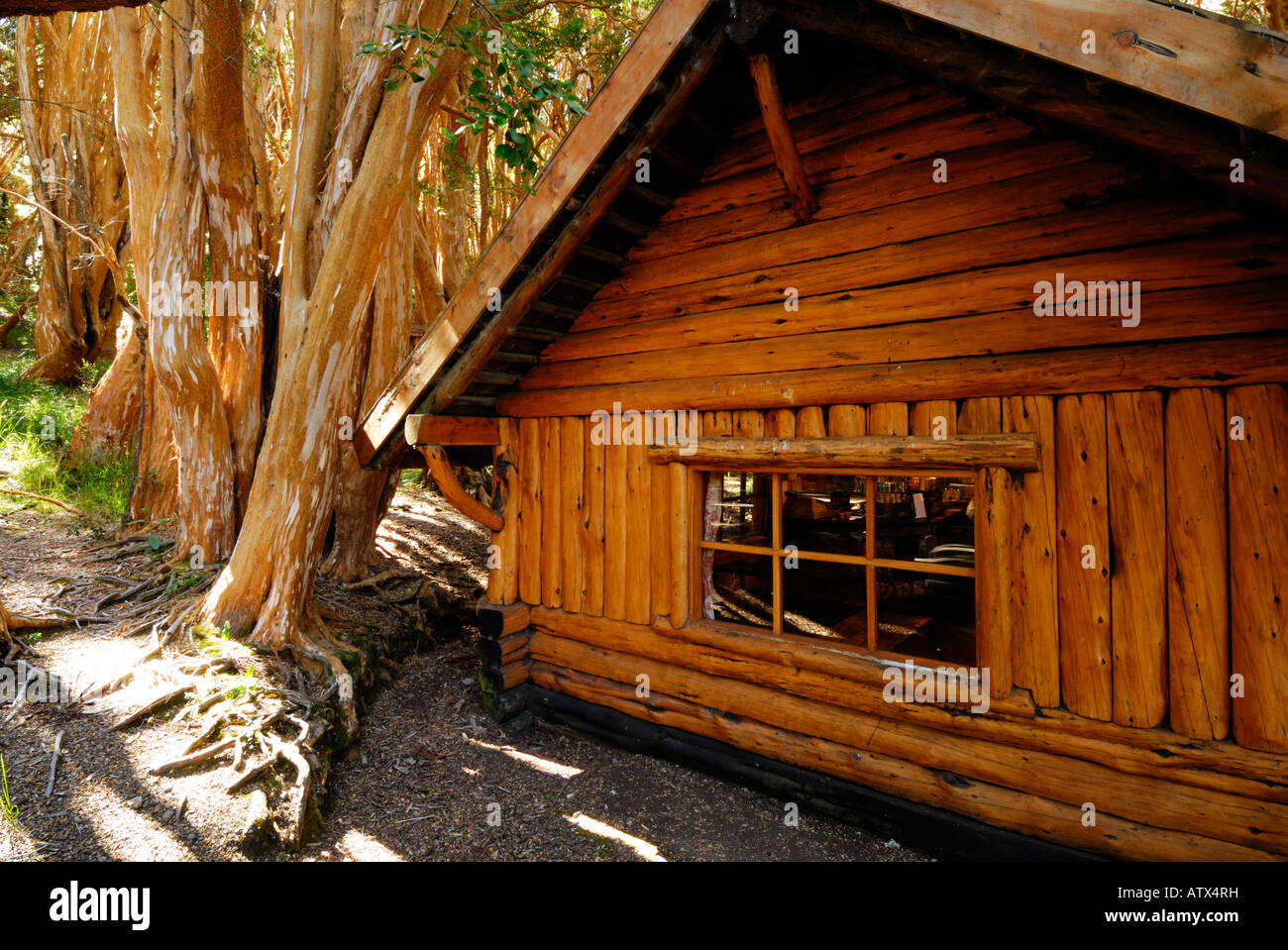 Old Cabin in the woods, Los Arrayanes National Park, Peninsula de ...