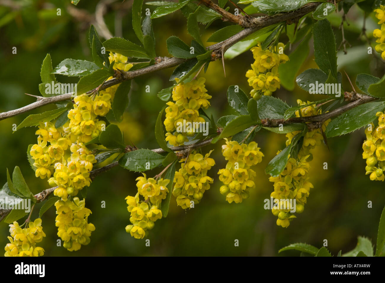 Barberry Berberis vulgaris in flower spring Stock Photo - Alamy