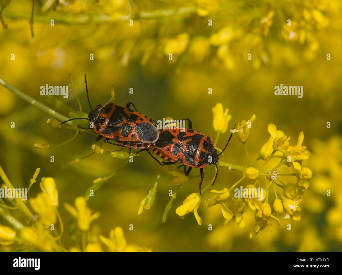 One of the Brassica bugs, Eurydema dominulus on woad Stock Photo - Alamy