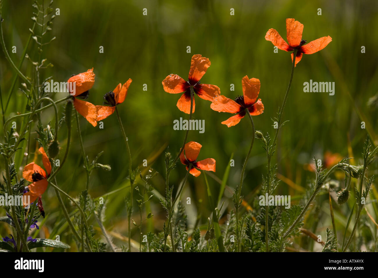 Prickly poppy papaver argemone hi-res stock photography and images - Alamy