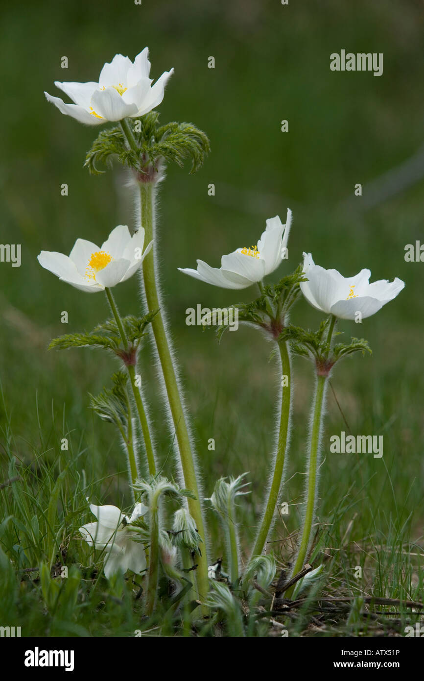 Alpine pasque flowers white form Pulsatilla alpina French Alps Stock ...