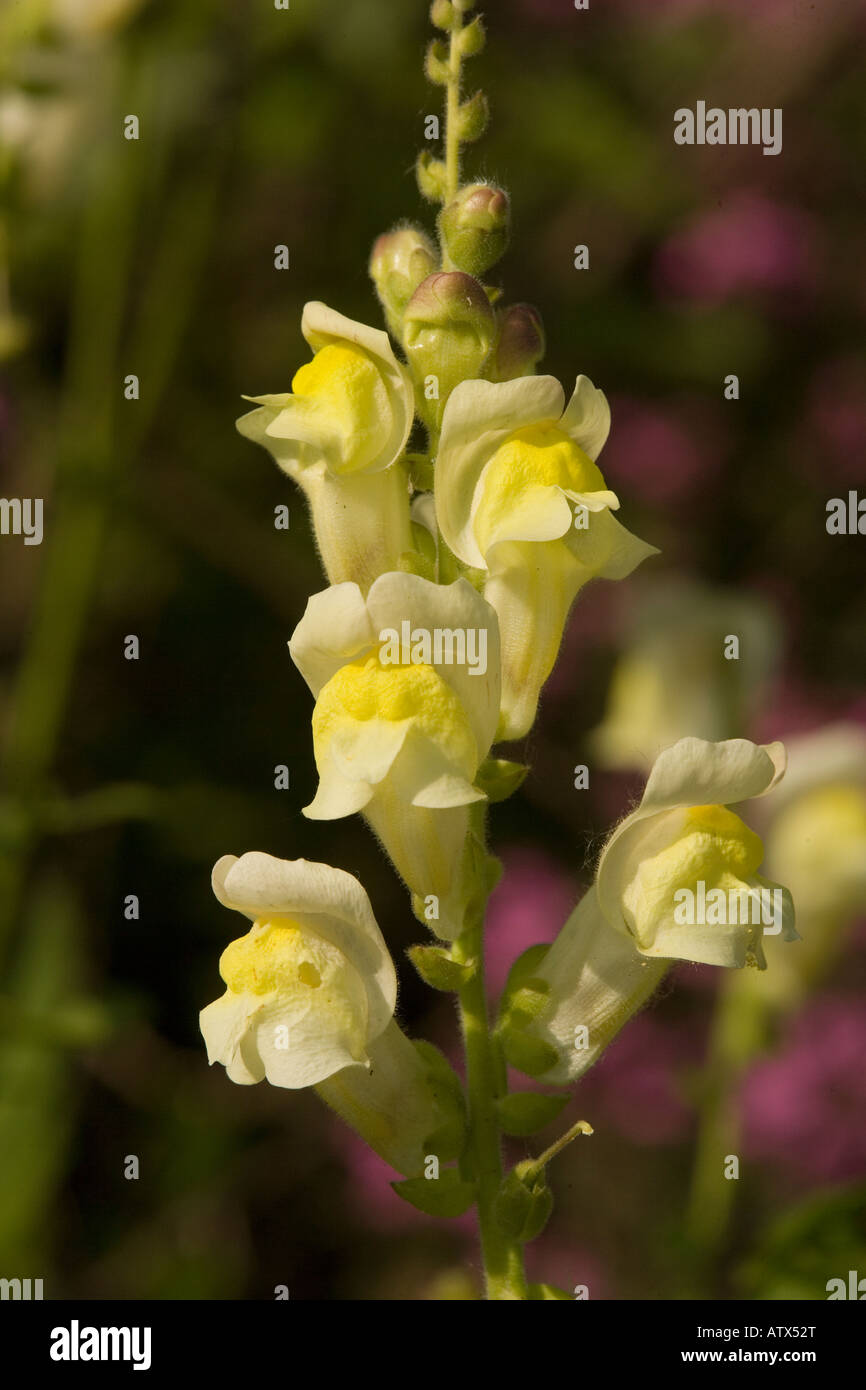 Snapdragon Antirrhinum majus yellow form Alps Stock Photo - Alamy
