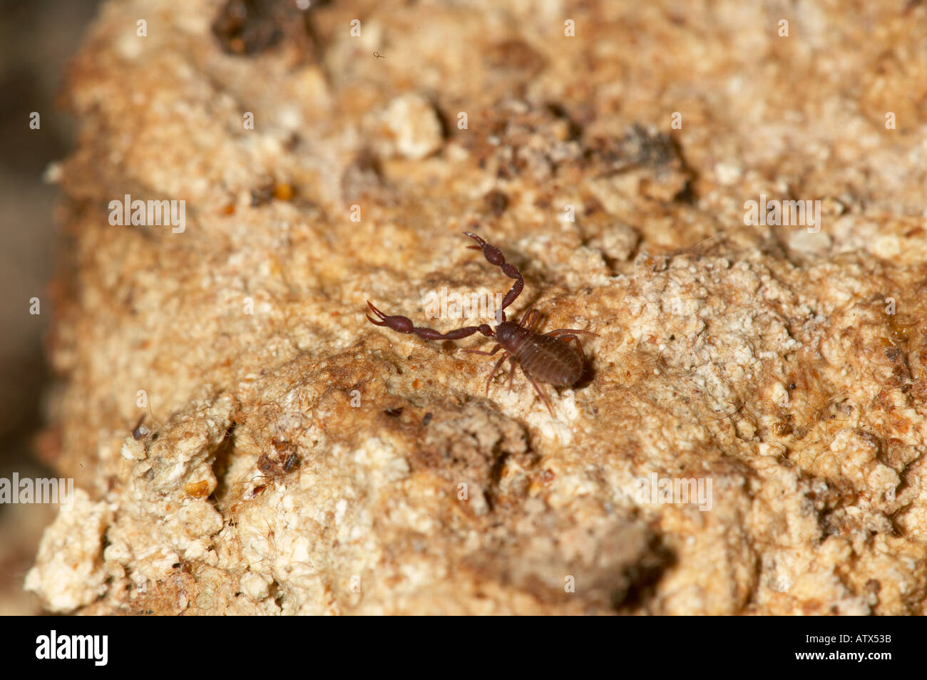 Psuedo Scorpion crawling along cave floor over bat guano Alexander Cave ...
