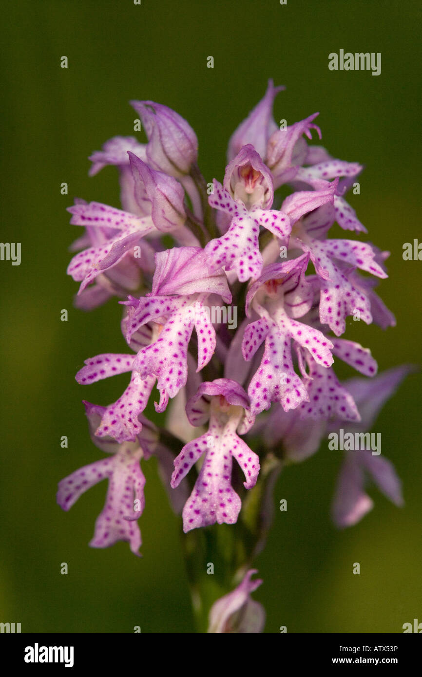 Toothed orchid form in Ligurian Alps Orchis tridentata Italy Stock ...