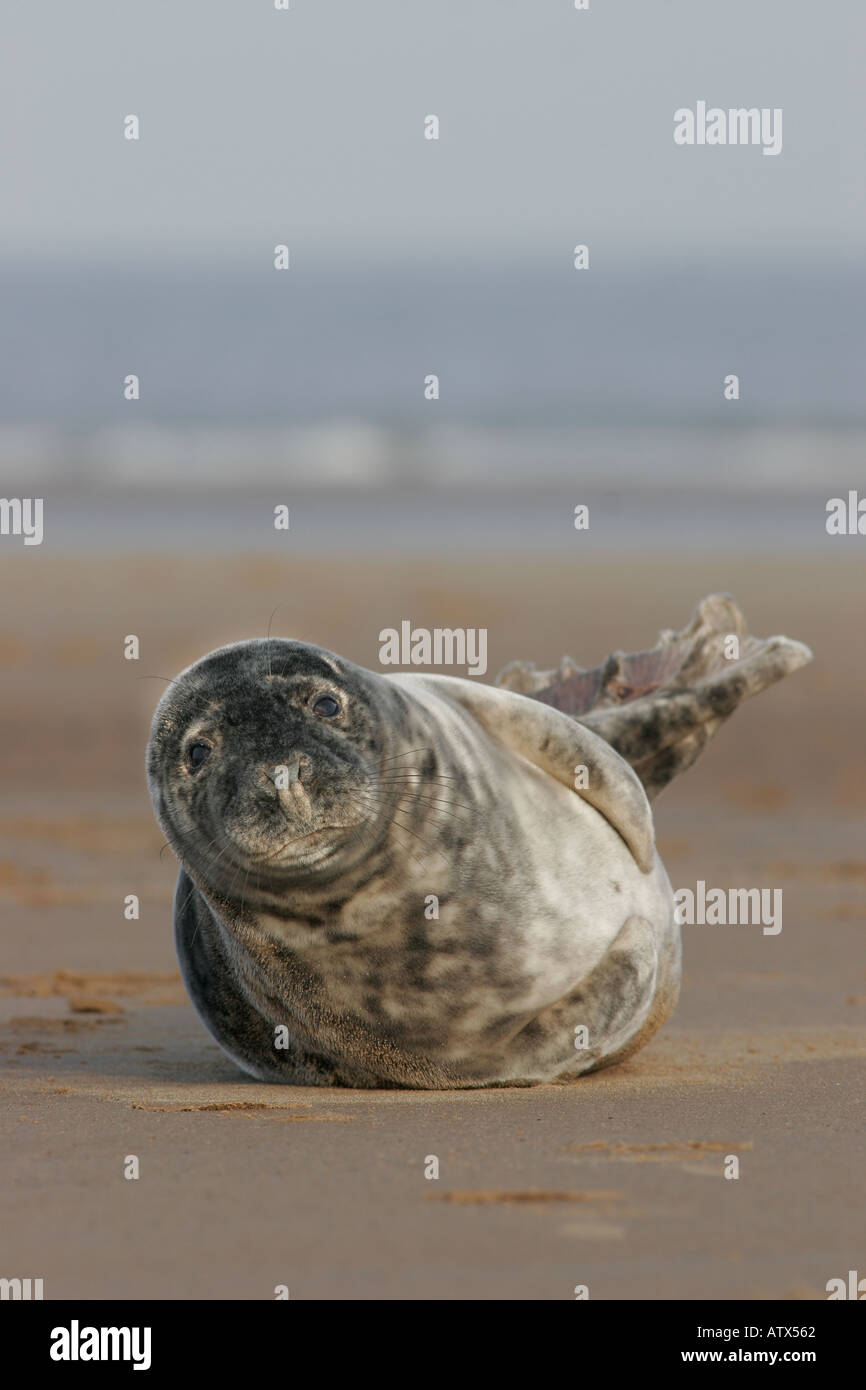 Seal stretching on the beach hi-res stock photography and images - Alamy