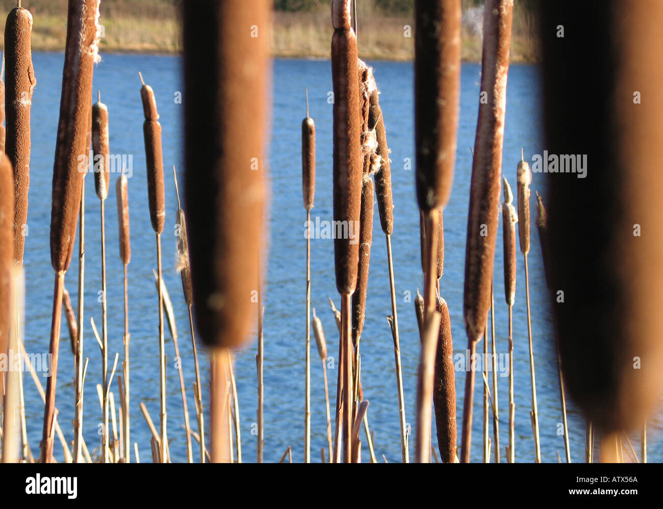 Bullrushes at Cransley Stock Photo - Alamy