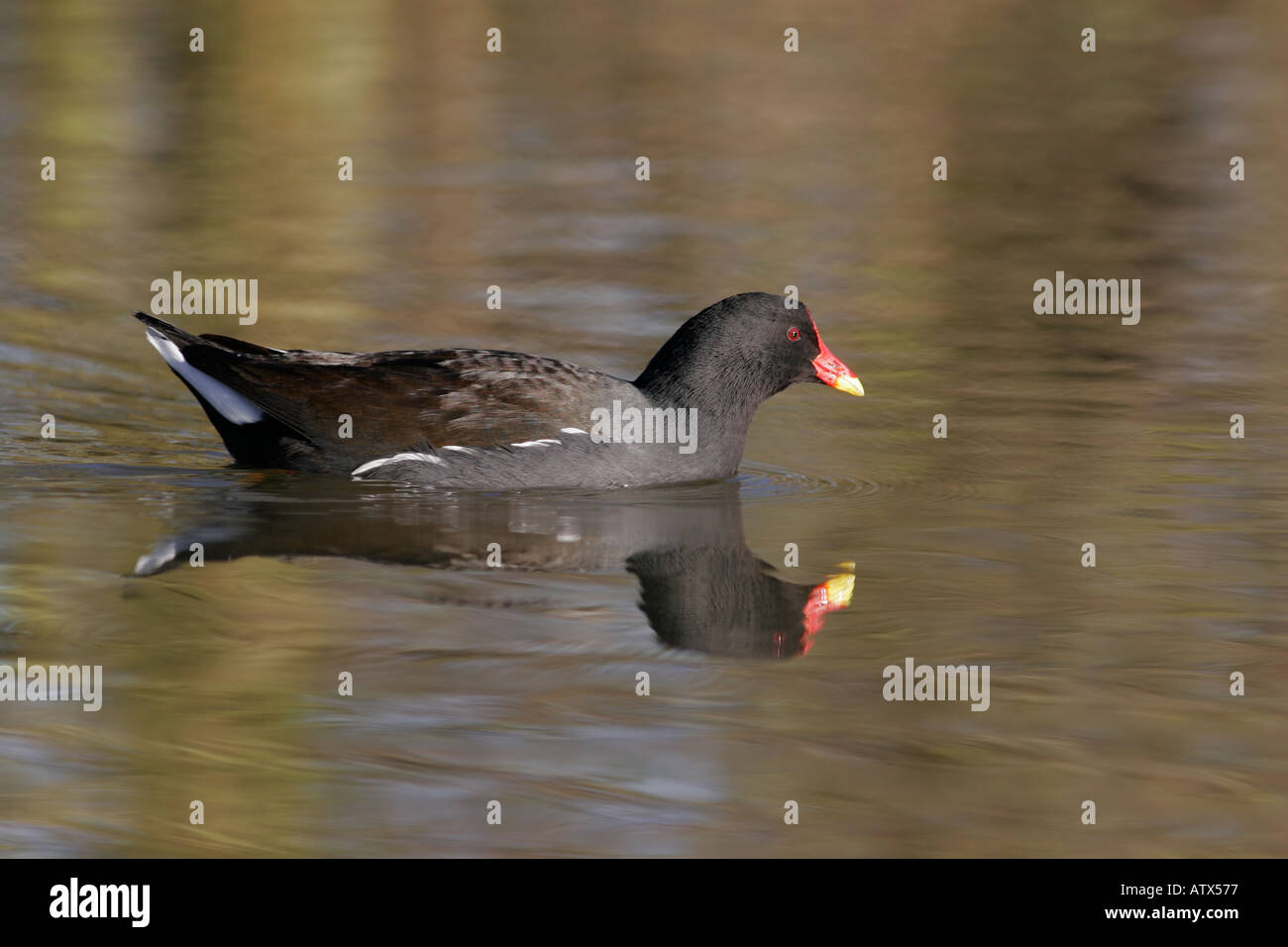 Moorhen water bird hi-res stock photography and images - Alamy