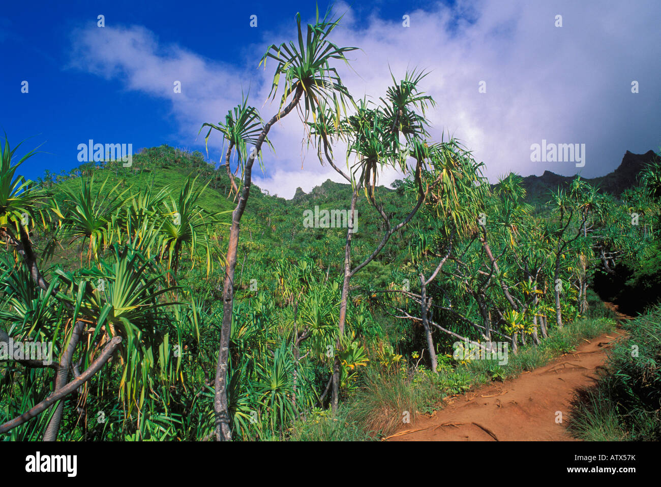 Hala trees hi-res stock photography and images - Alamy