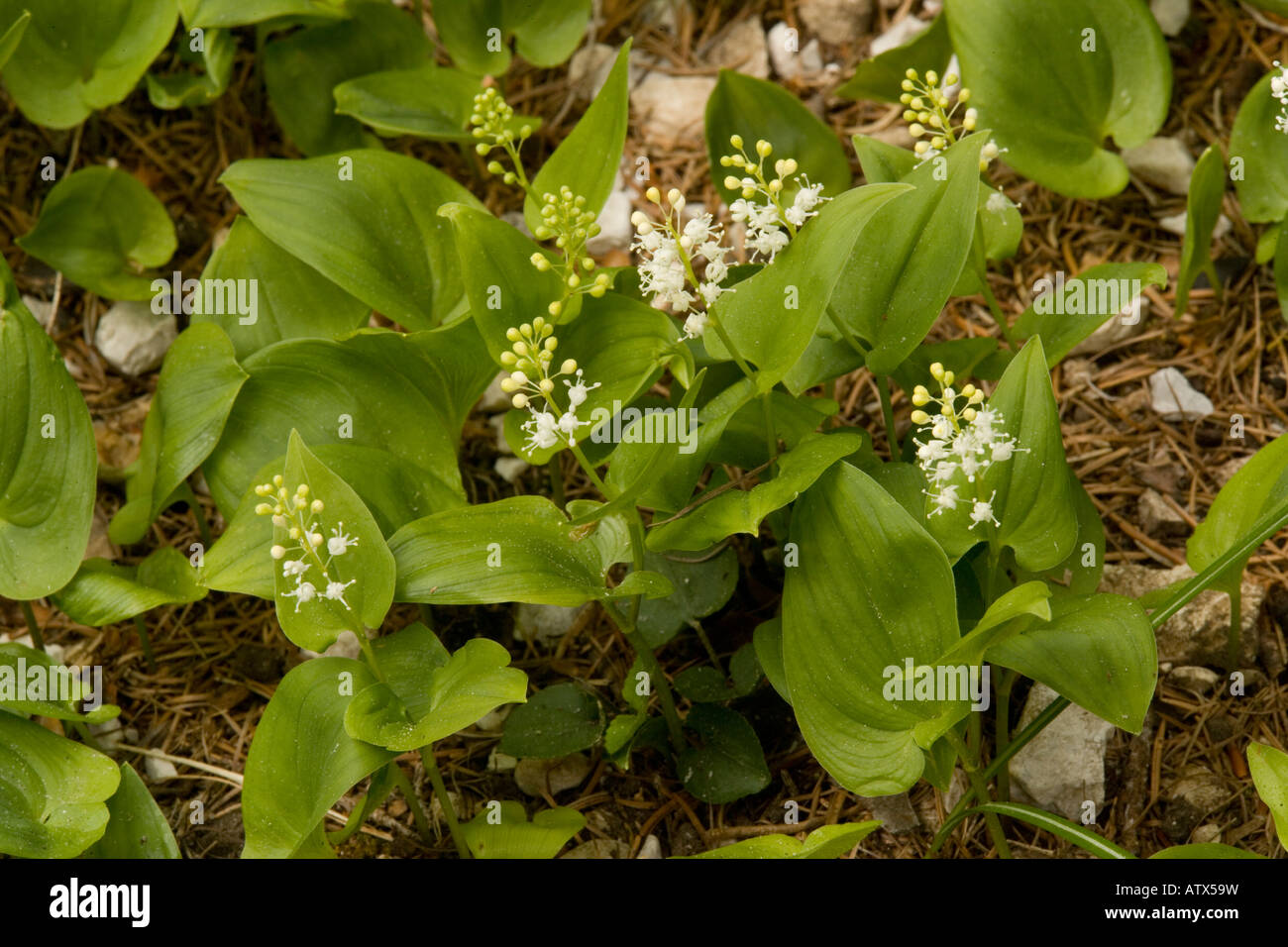 May lily maianthemum bifolium hi-res stock photography and images - Alamy