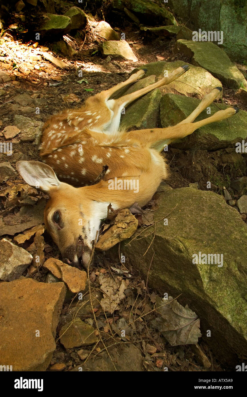 Dead Whitetail Deer fawn that had fallen from Cliff Fall Creek Falls ...