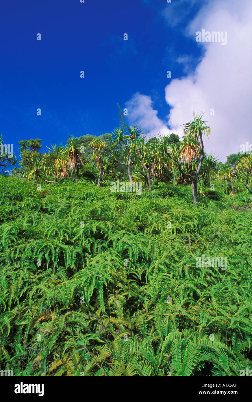 Hala tree hawaii hi-res stock photography and images - Alamy