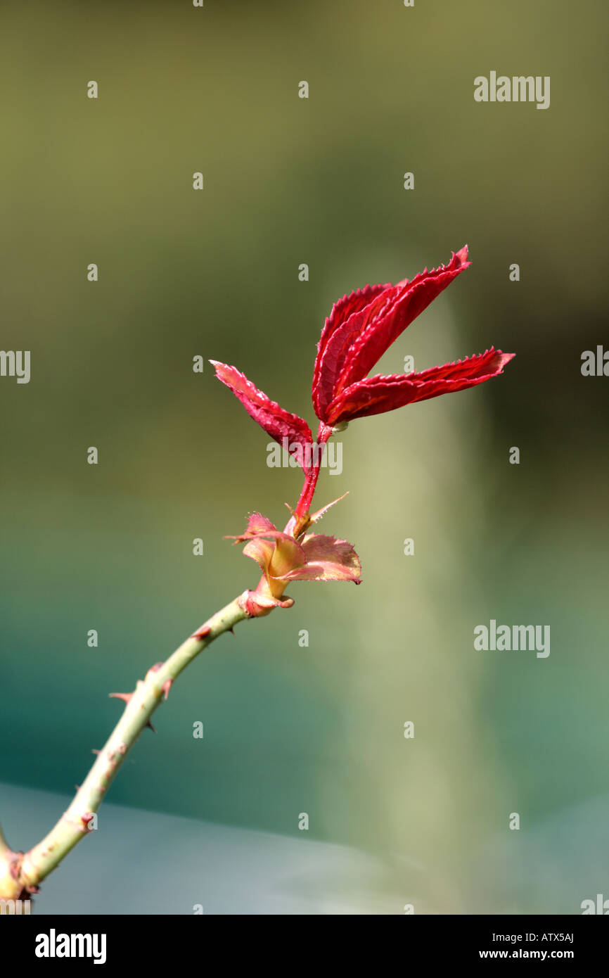 "Newly opening rose leaves Stock Photo - Alamy
