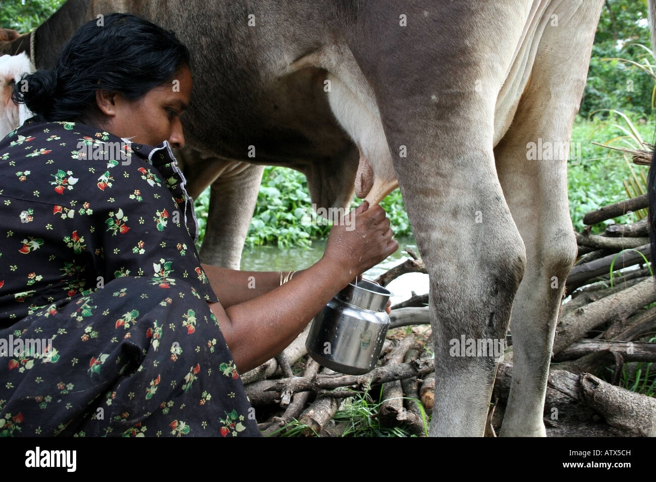 Woman milking cow hi-res stock photography and images - Alamy