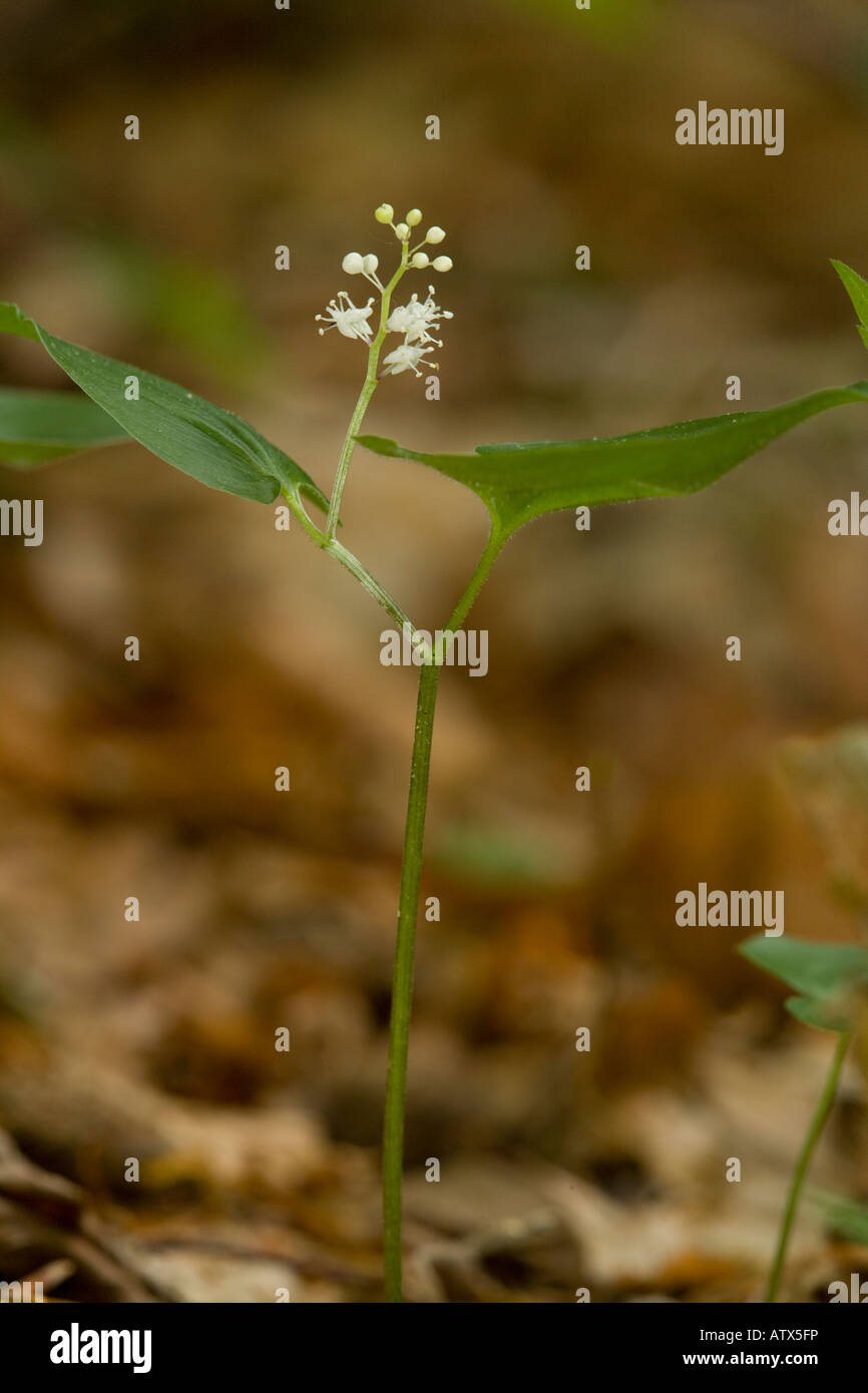 May lily maianthemum bifolium hi-res stock photography and images - Alamy