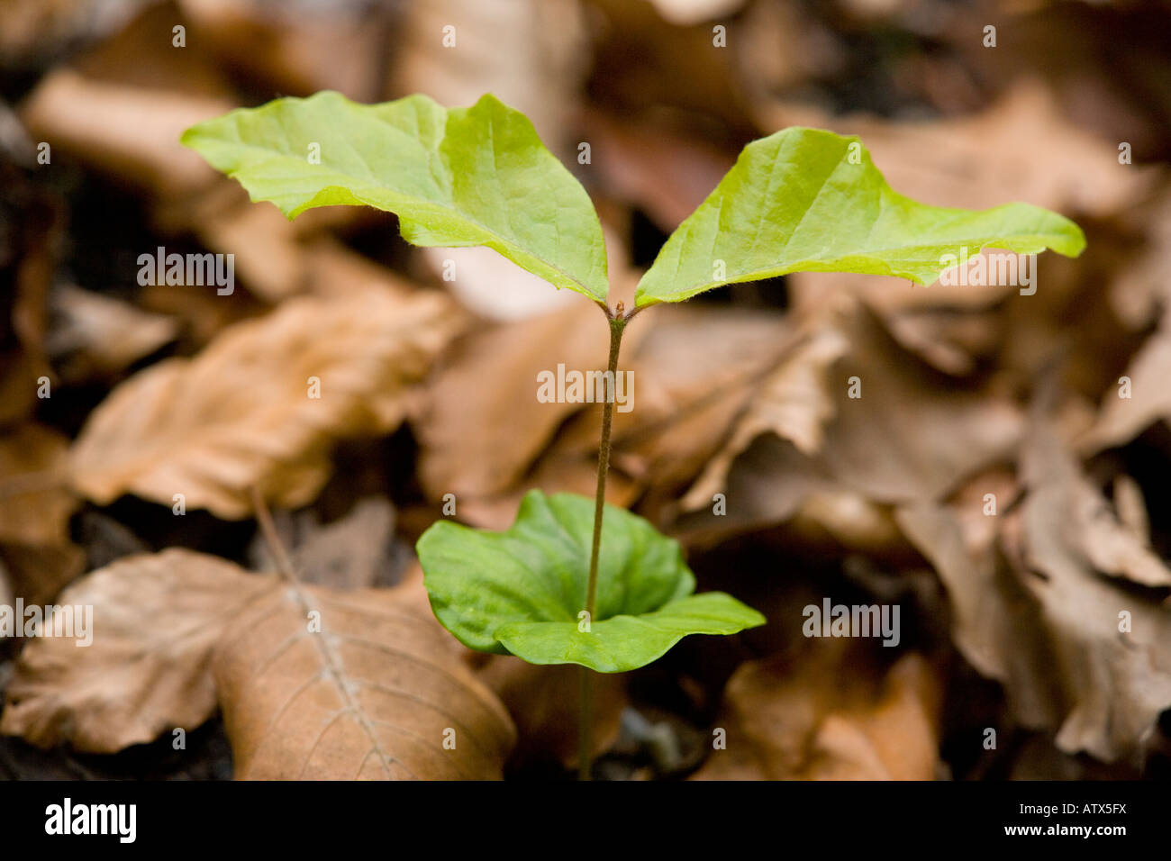 Beech tree seedling fagus sylvatica hi-res stock photography and images ...