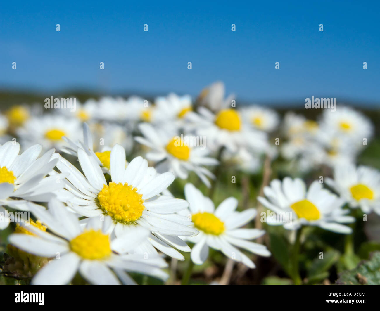 Daisy field in spring Stock Photo - Alamy