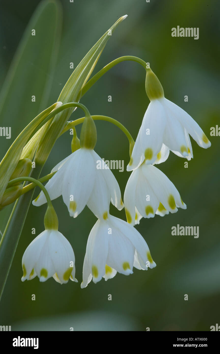 Bell Shaped white flower in early morning light Stock Photo - Alamy