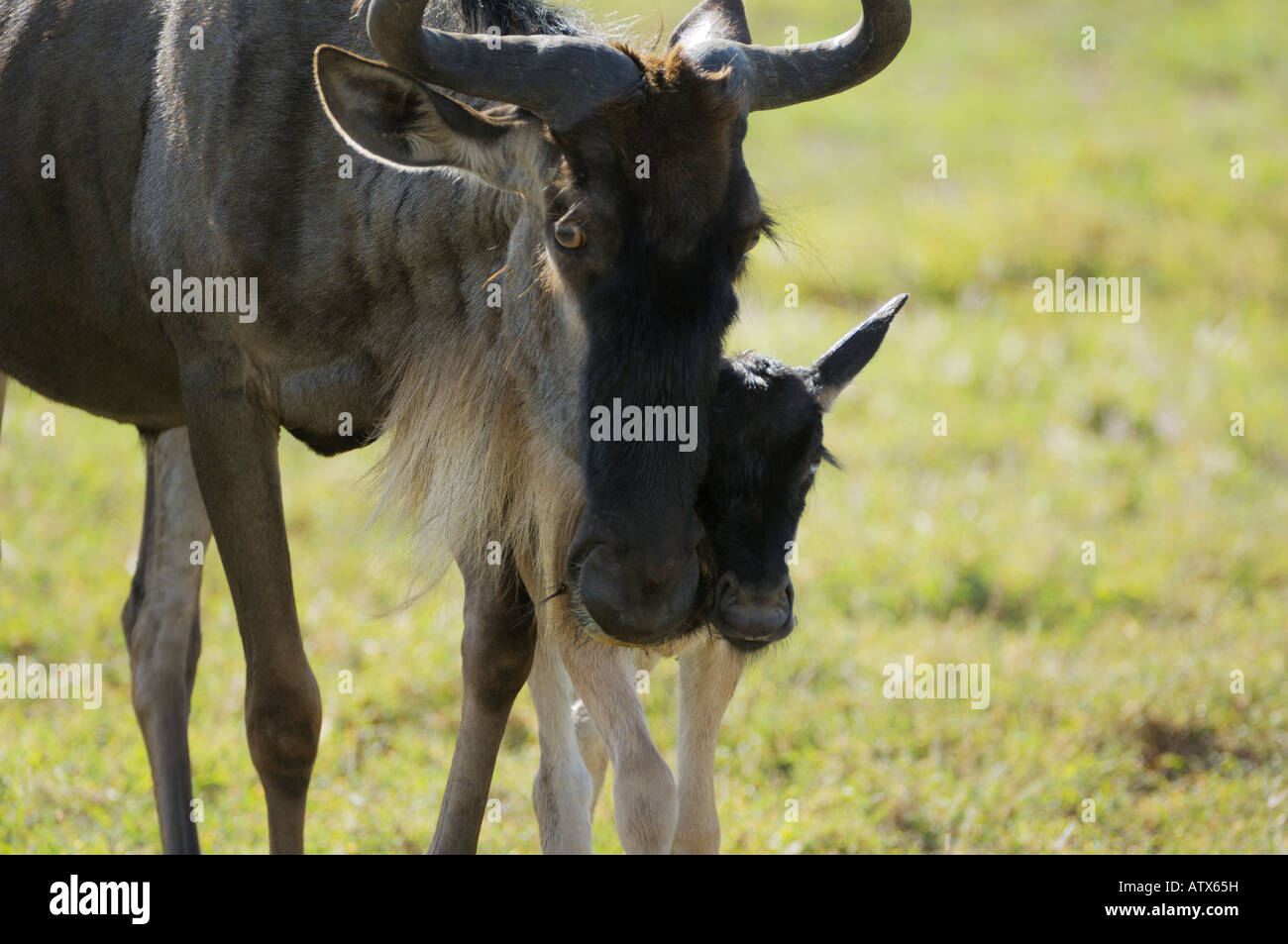 Wildebeest with a new born calf, Wildebeest Migration, Serengeti ...