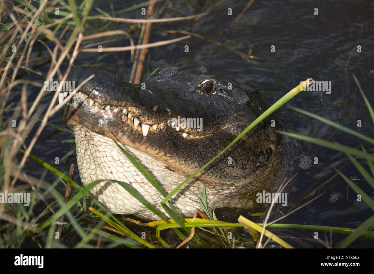 American Alligator Bellowing Stock Photo - Alamy