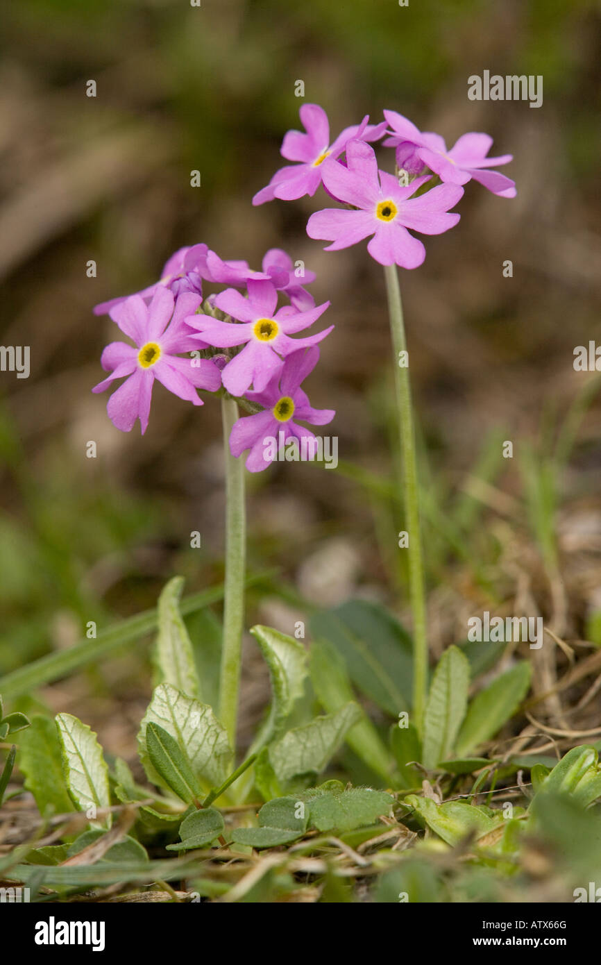 Bird s eye primrose hi-res stock photography and images - Alamy