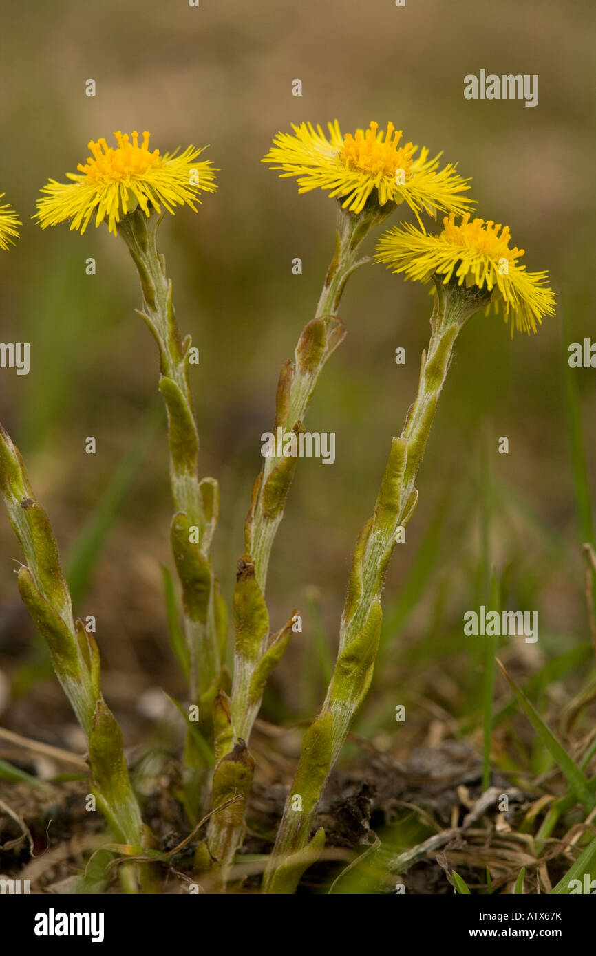 Tussilago farfara coltsfoot hi-res stock photography and images - Alamy