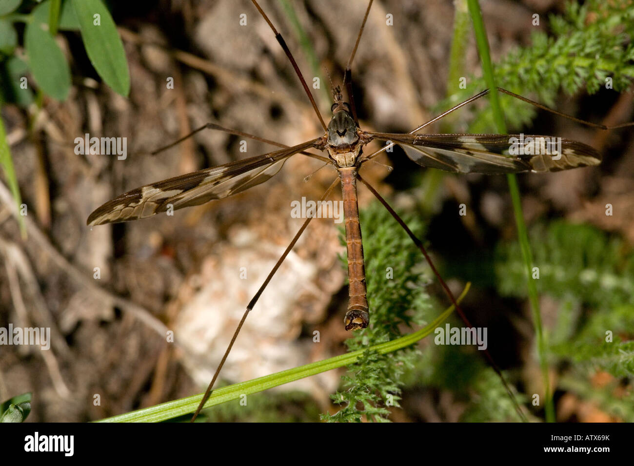 Giant Crane fly, Tipula maxima resting Stock Photo - Alamy