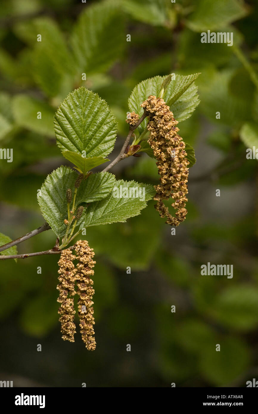 Green Alder Alnus viridis in flower spring Stock Photo - Alamy