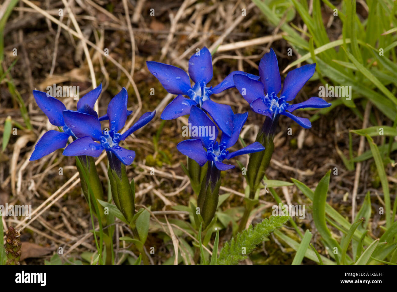 Spring Gentian, Gentiana verna in alpine pasture Stock Photo - Alamy