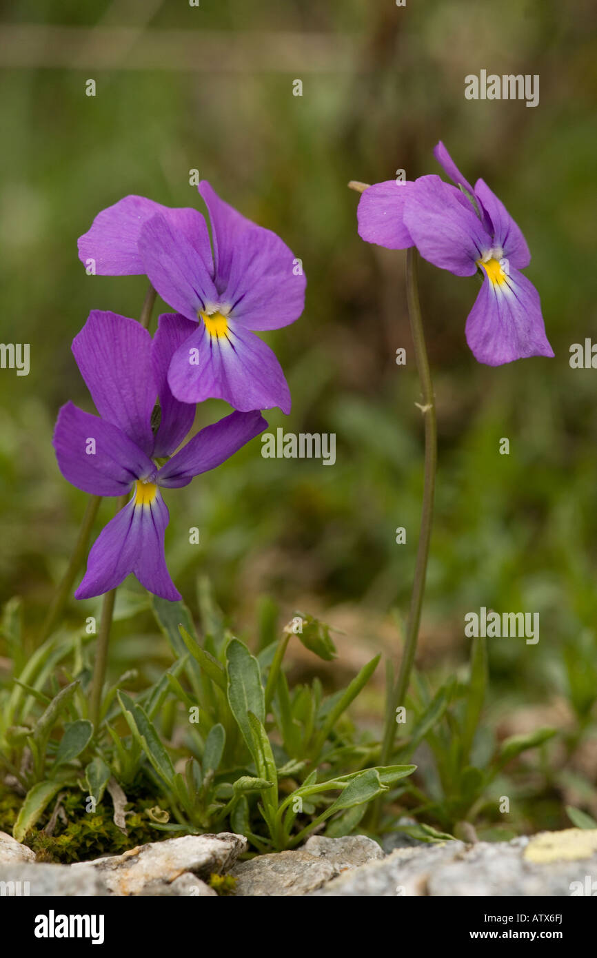 Pansy alpine flowering hi-res stock photography and images - Alamy