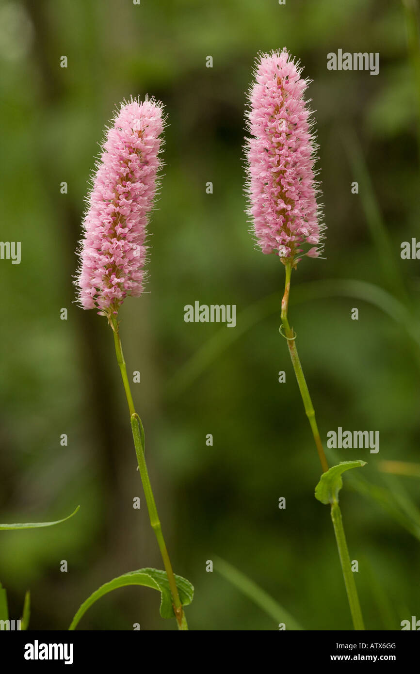Bistort (Polygonum bistorta) in flower, in mountain meadow Stock Photo ...