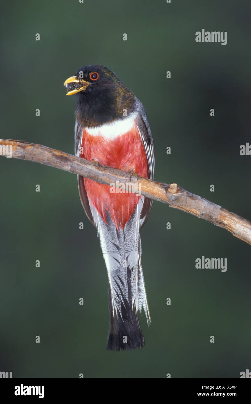 Elegant trogon trogon elegans male hi-res stock photography and images ...