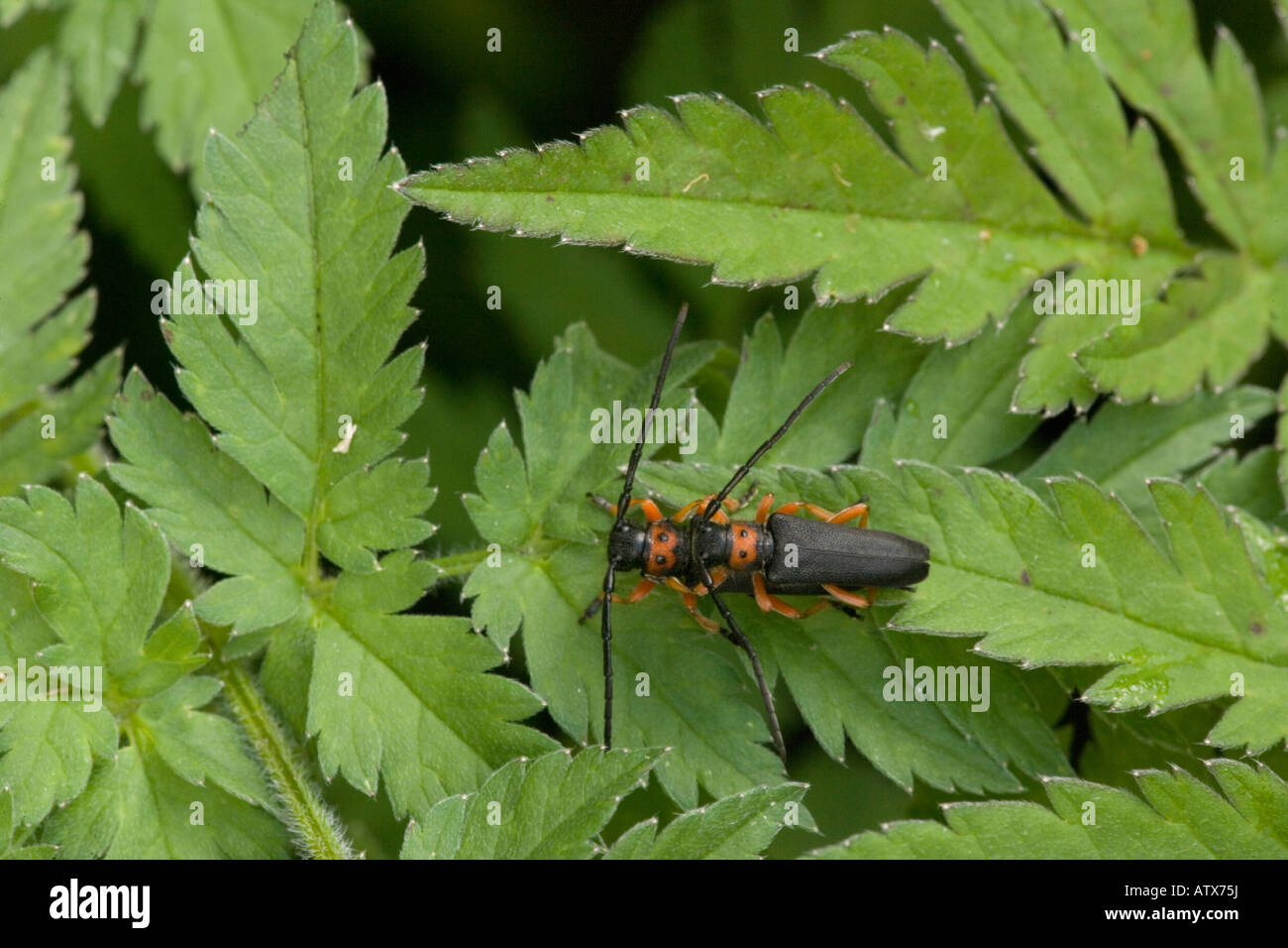 Soldier beetle cantharis sp hi-res stock photography and images - Alamy