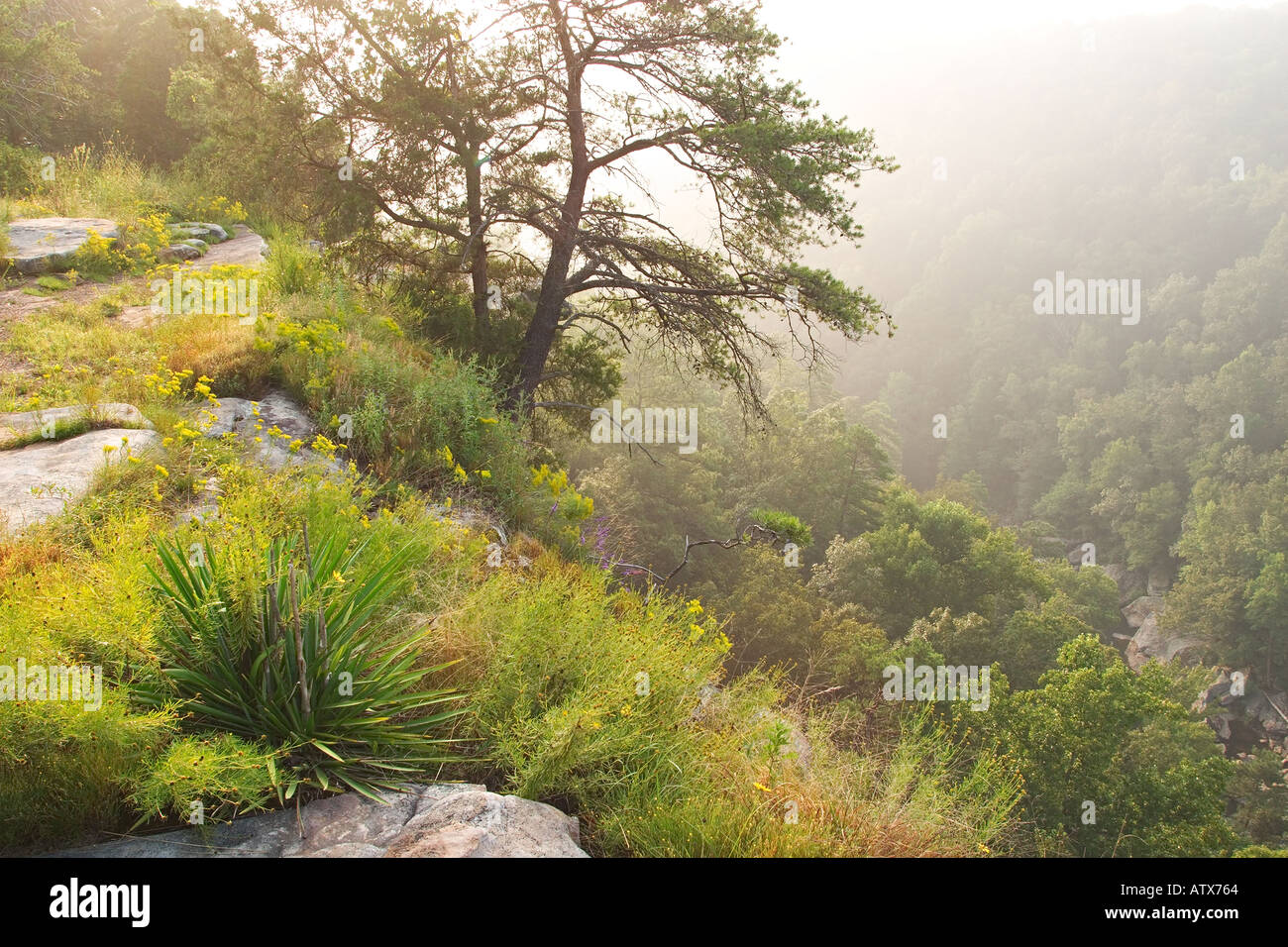 Scenic View Into Gorge Little River Canyon National Preserve Alabama ...