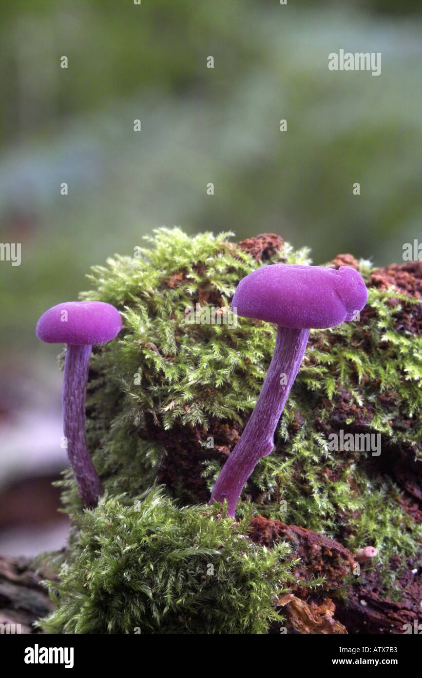 Deciever mushroom hi-res stock photography and images - Alamy