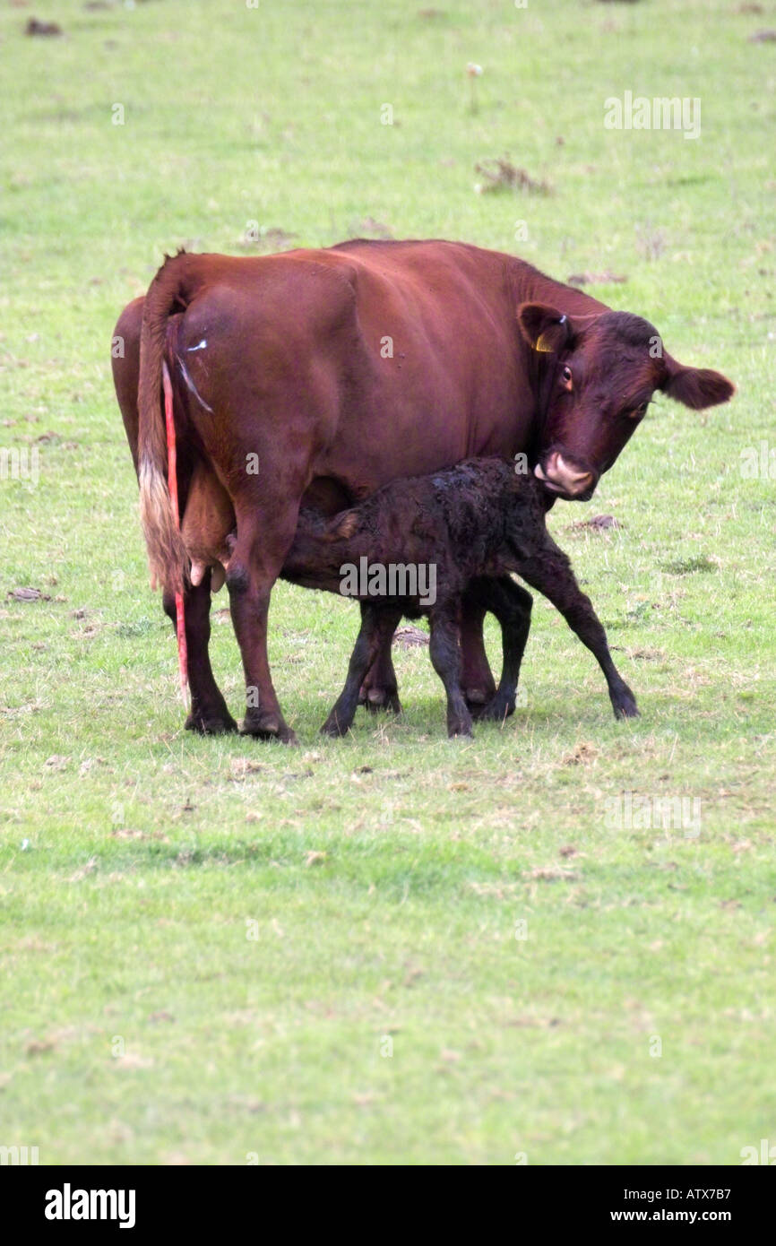 Cow and Calf new born Stock Photo - Alamy