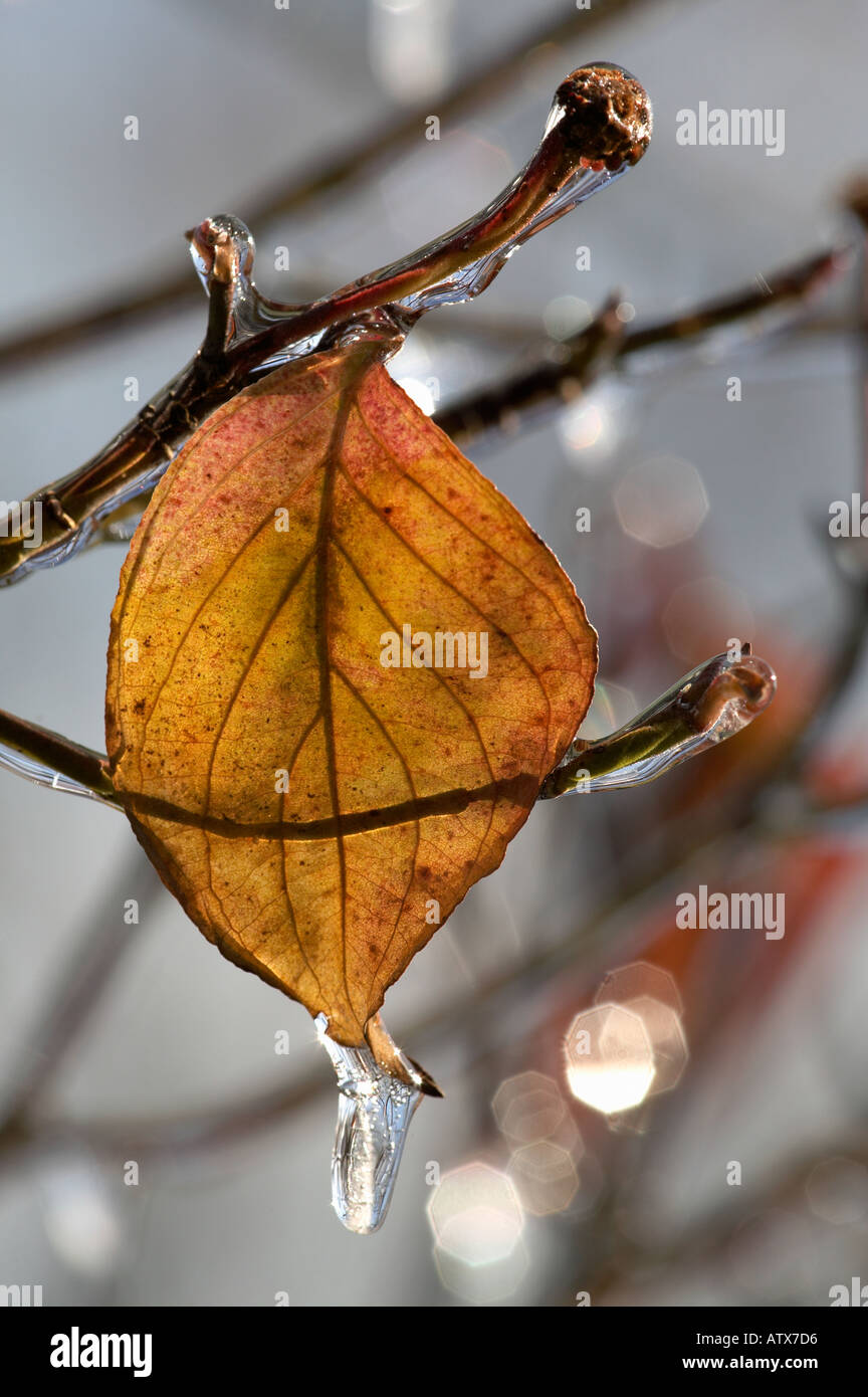 Icicles hanging from tree limbs and leaves Stock Photo - Alamy