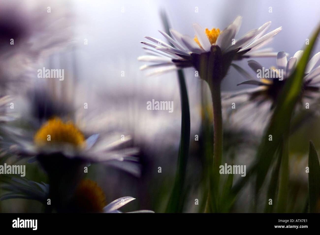 Nippon daisy hi-res stock photography and images - Alamy