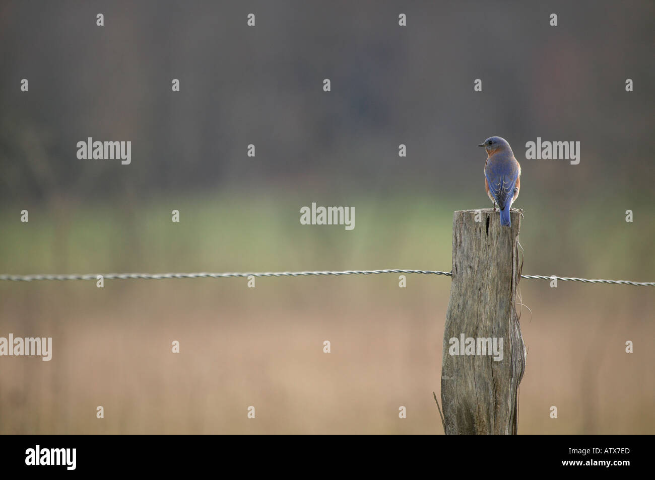 Eastern Bluebird setting on a fence post Tennessee Stock Photo - Alamy