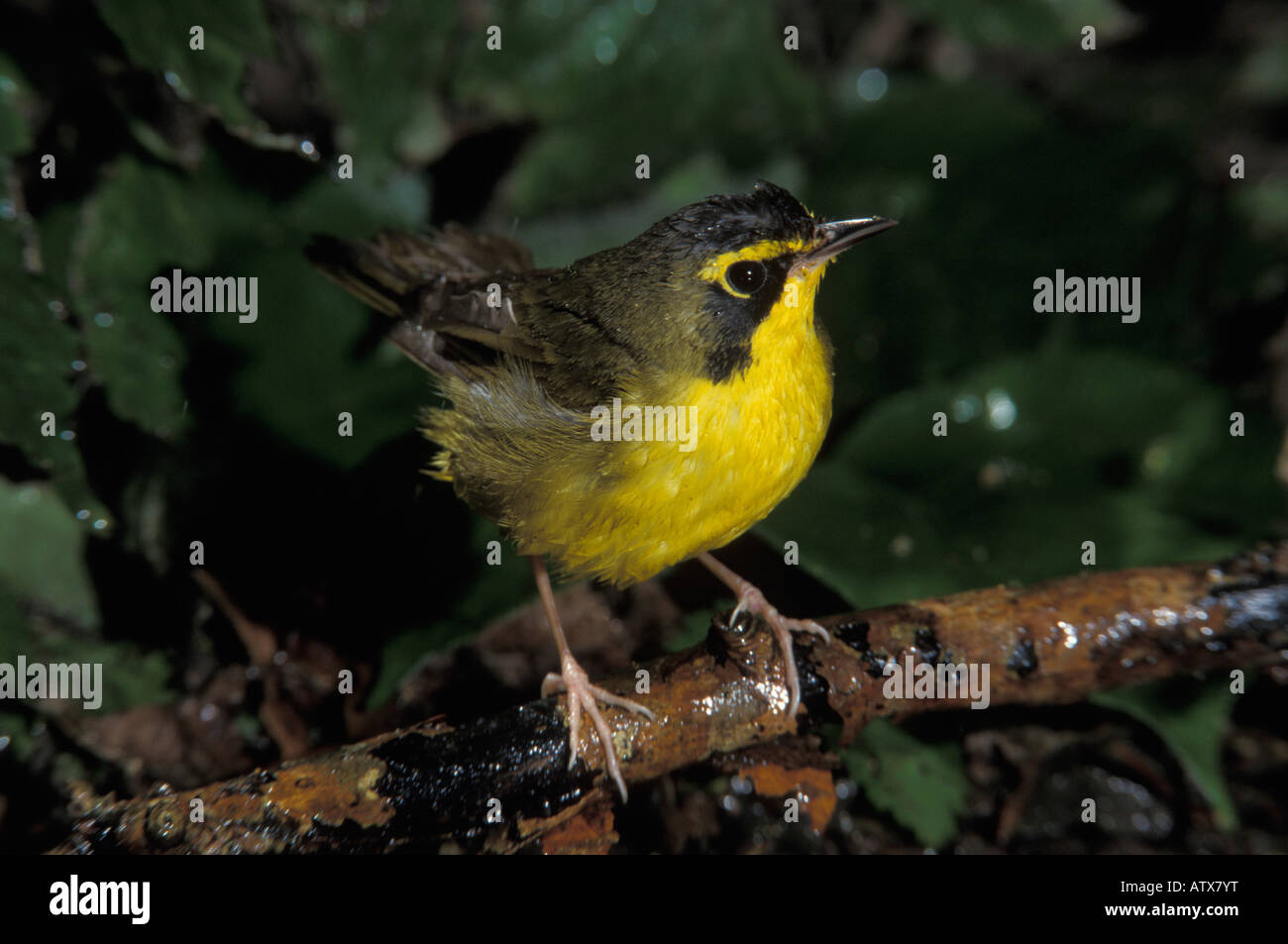 Formosus hi-res stock photography and images - Alamy