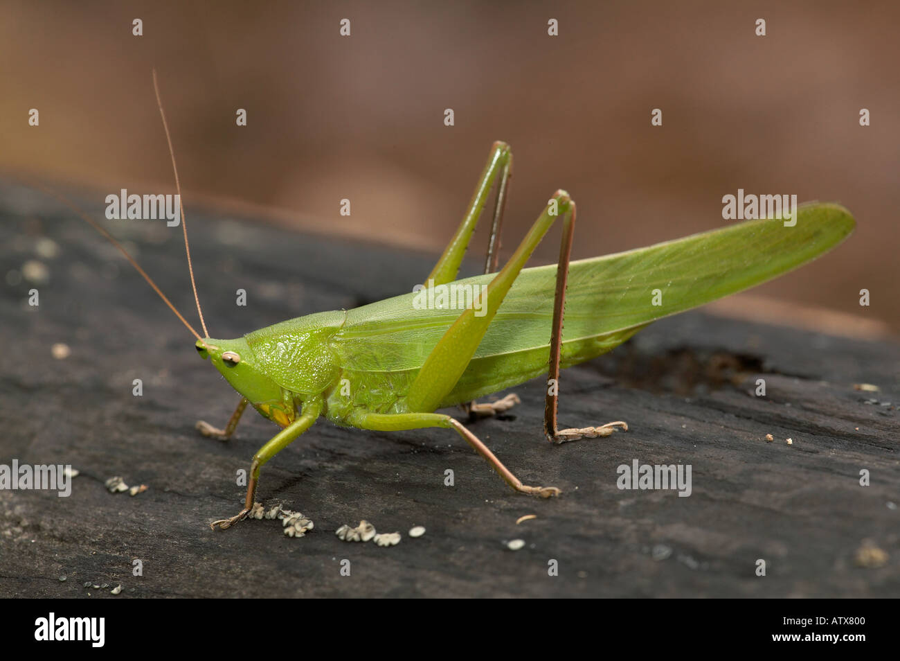 Common Conehead Katydid Insect Stock Photo - Alamy