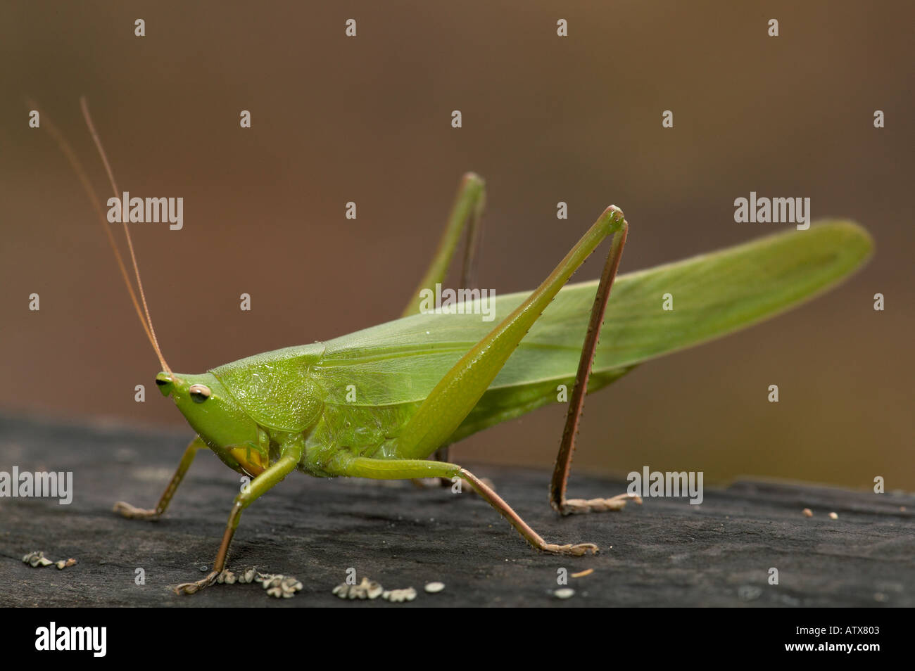 Common Conehead Katydid Insect Stock Photo - Alamy