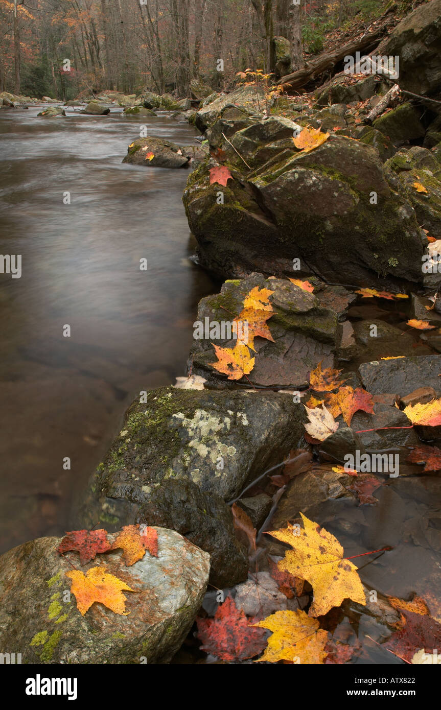 River in fall with fallen leaves on rocks Great Smoky Mountains ...