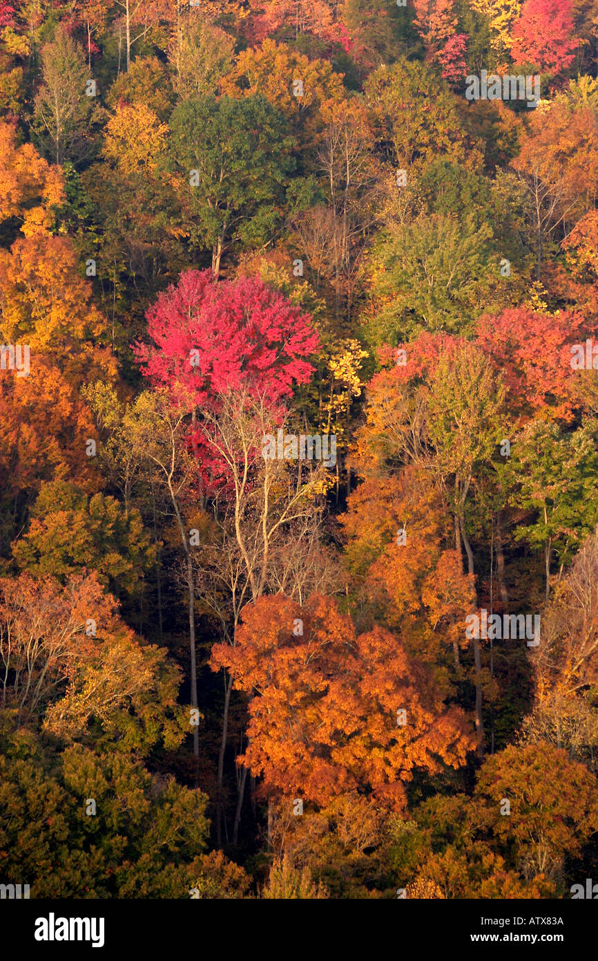 Fall Scene Trees with Fall Colors Big South Fork National Recreation ...