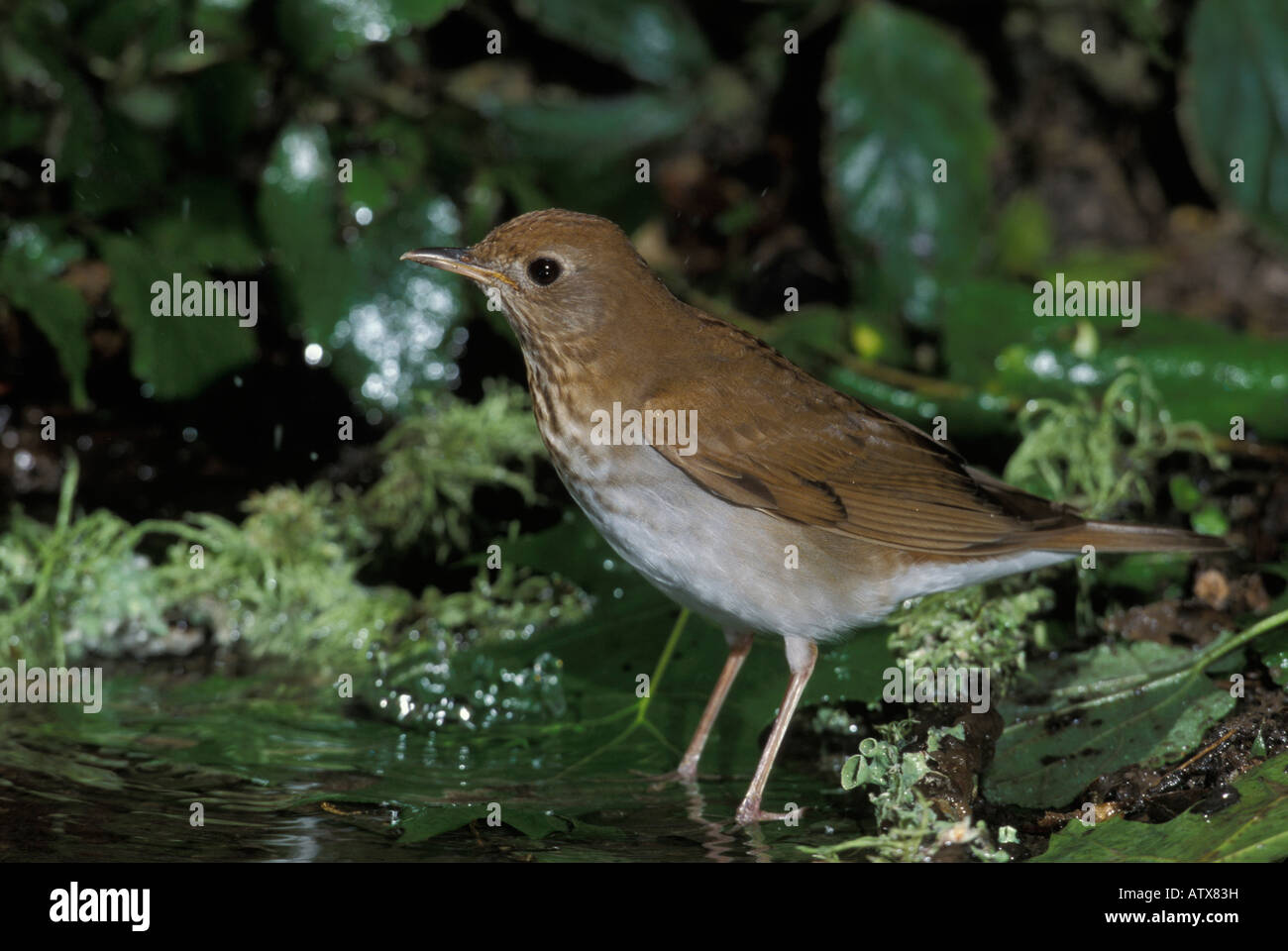 Catharus fuscescens hi-res stock photography and images - Alamy