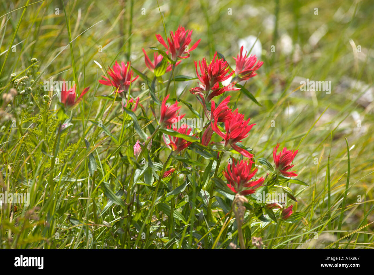Indian paintbrush yellowstone hi-res stock photography and images - Alamy