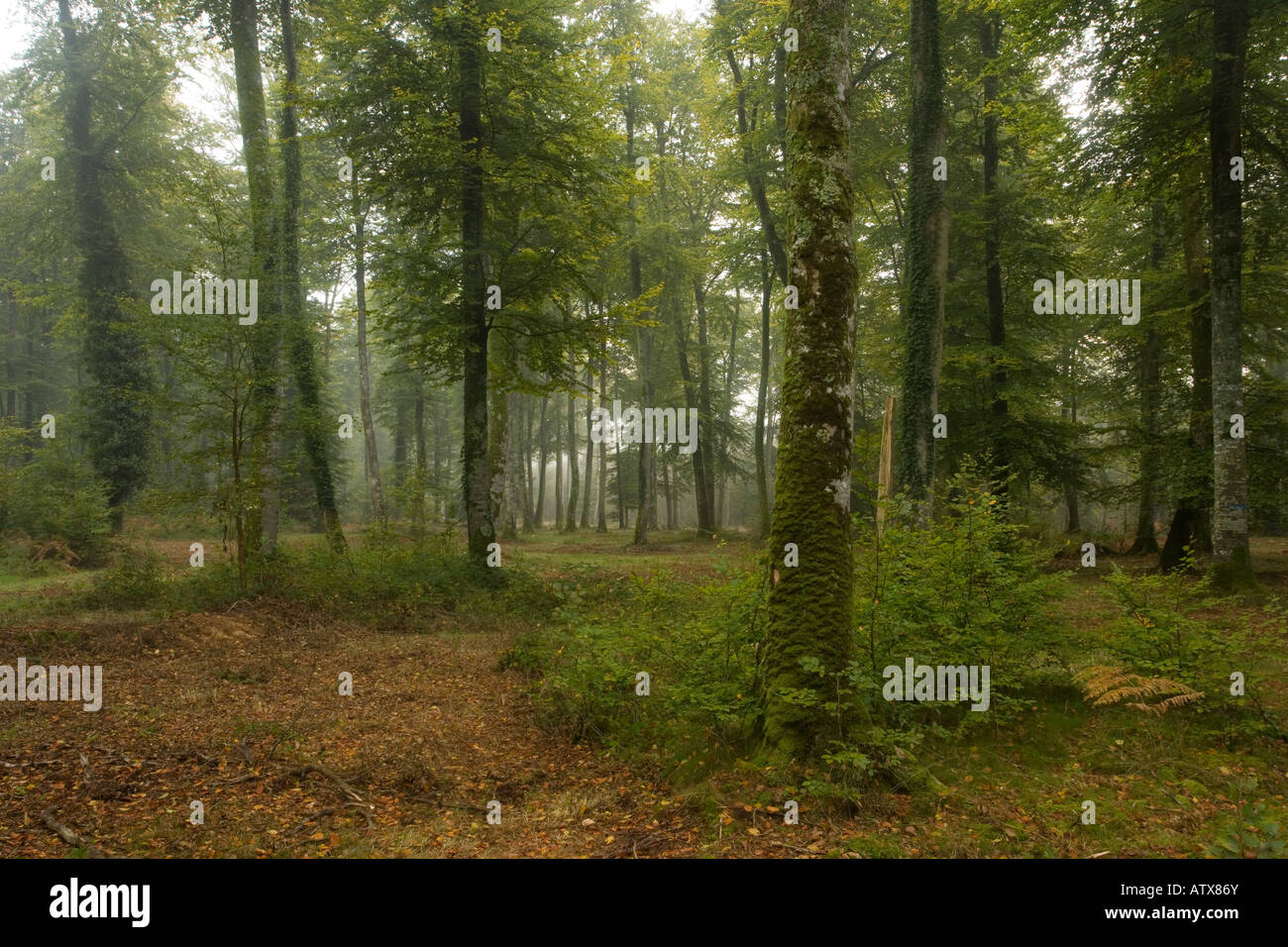 Foret de Cerisy, Nature Reserve, Normandy Old beech forest Fagus ...