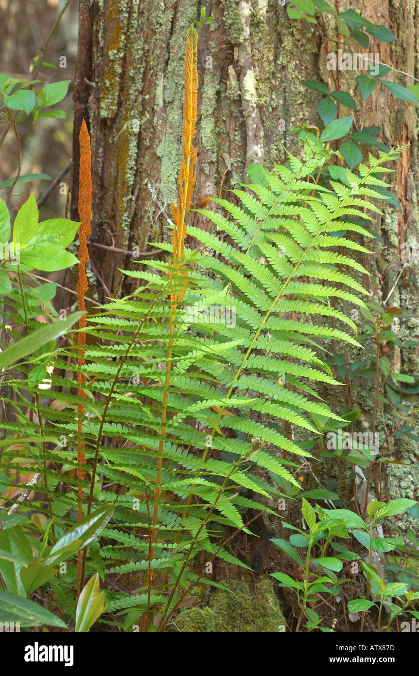 Fern with fruiting body growing beside a tree Okefenokee Swamp Georgia ...